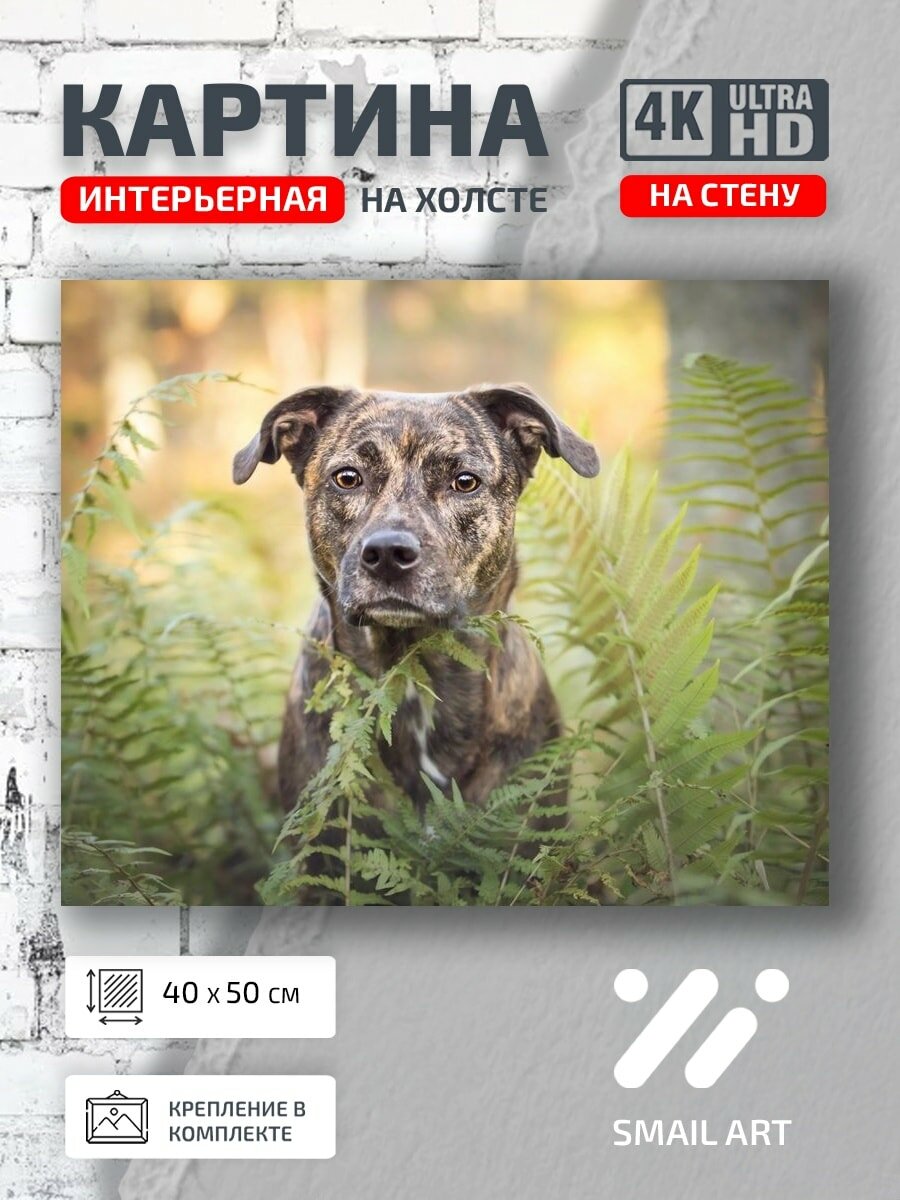 Картина на холсте интерьерная 40 на 50 на стену Животные Собака для спальни атмосфера