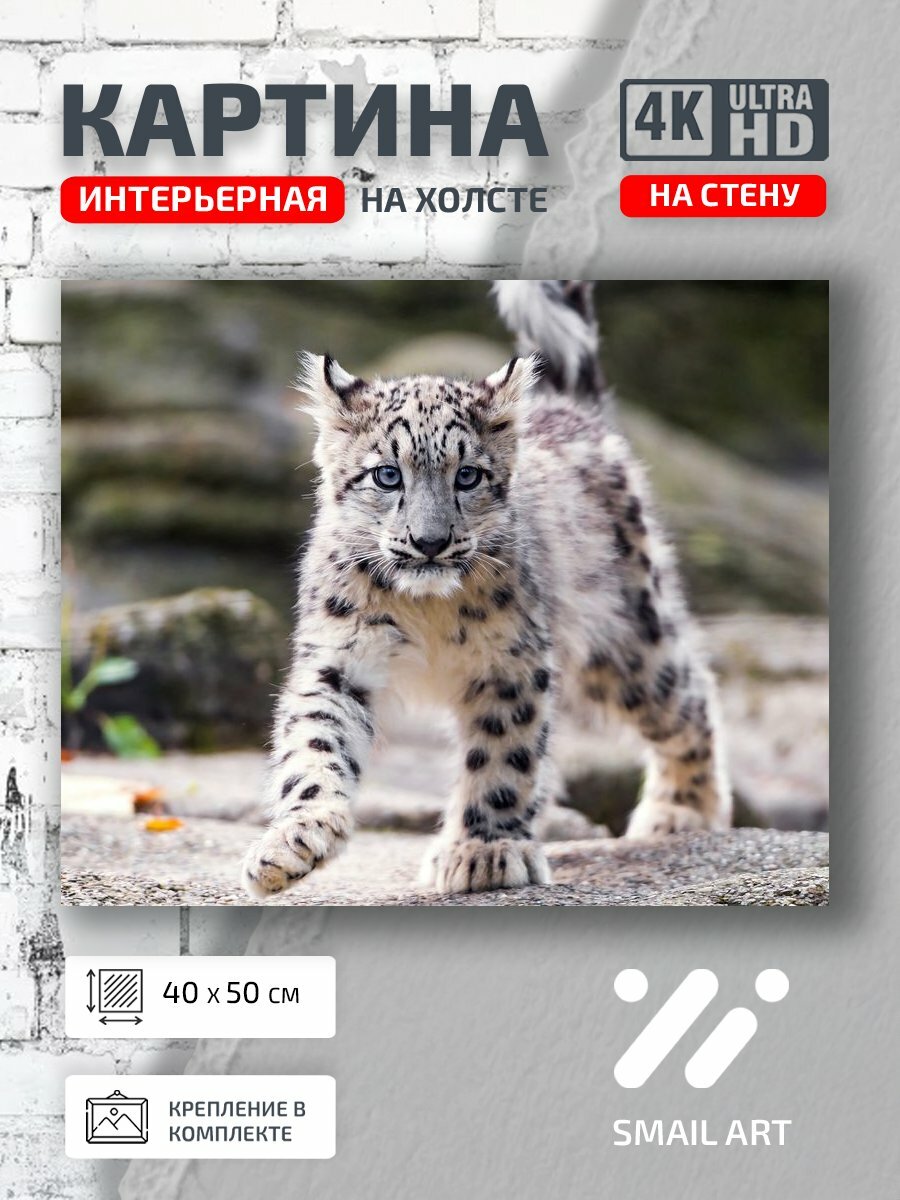 Картина на холсте интерьерная 40 на 50 на стену Котенок Animal для кафе animal style декор