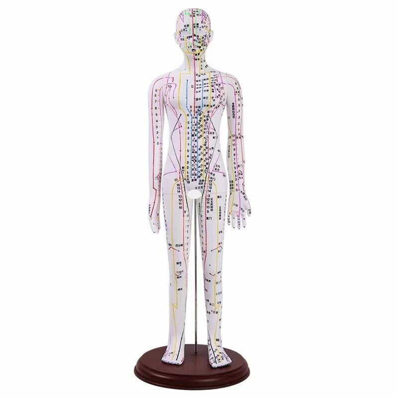 52СМ мужская акупунктура точки человеческого тела меридианы модели