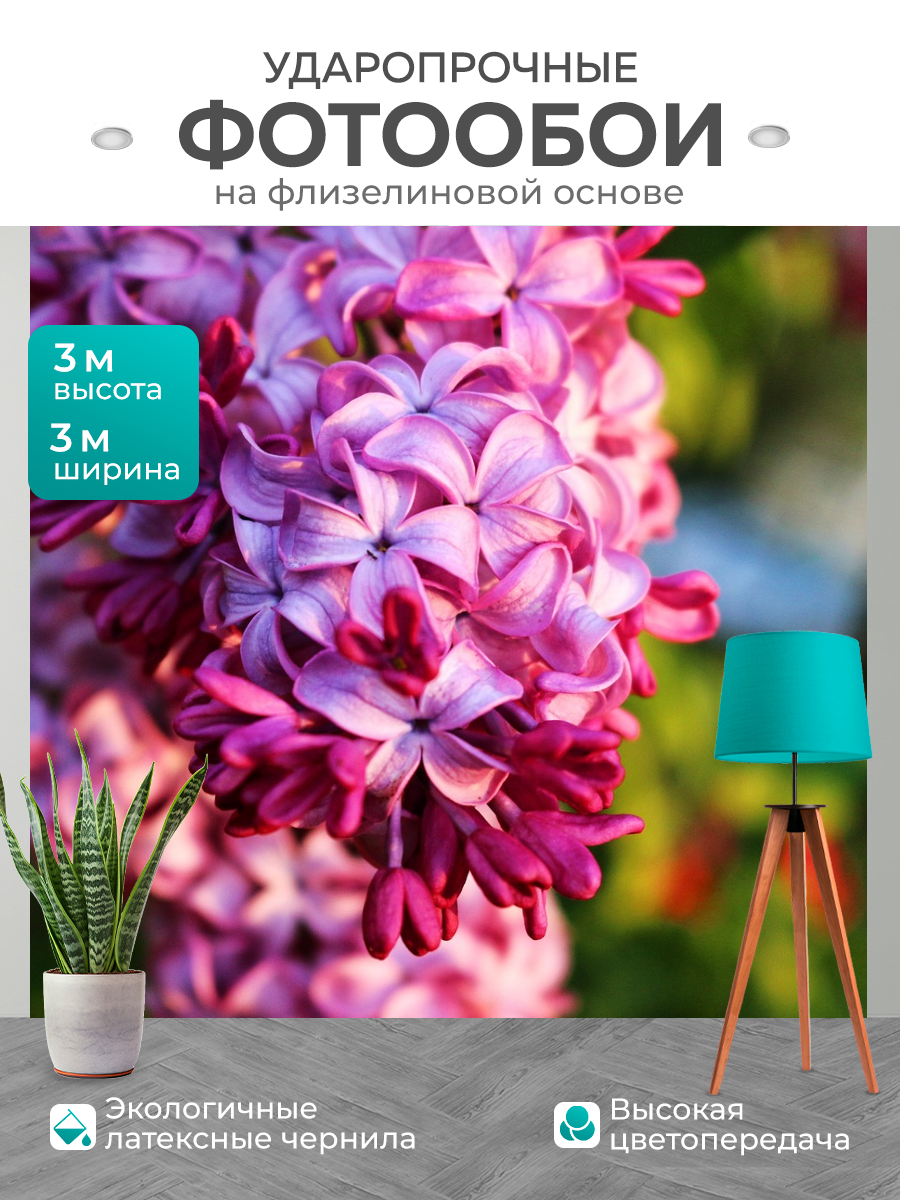 Фотообои моющиеся ударопрочные "Сирень, старейшина, расцветает" 300x300 см. флизелиновые на стену