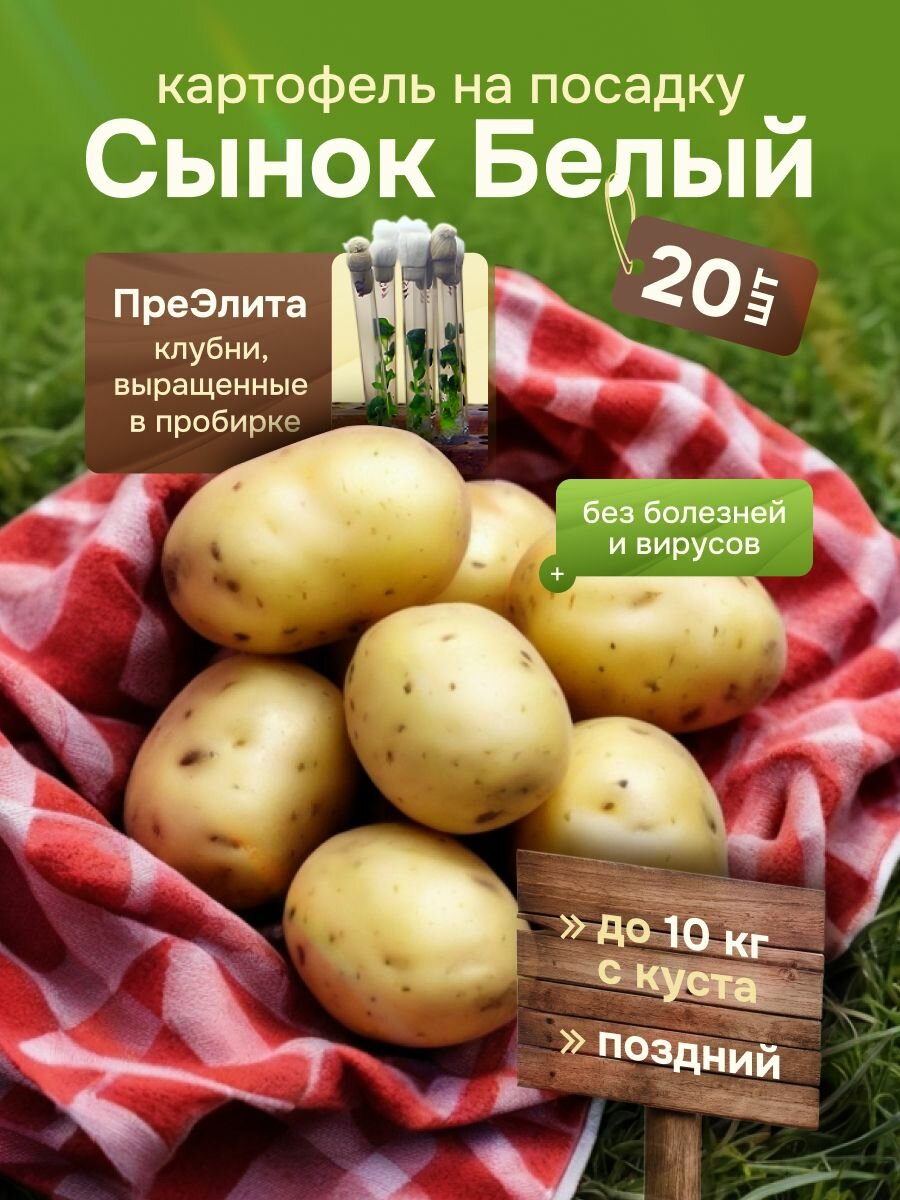 Семенной картофель на посадку Сынок белый 20 шт (поздний)
