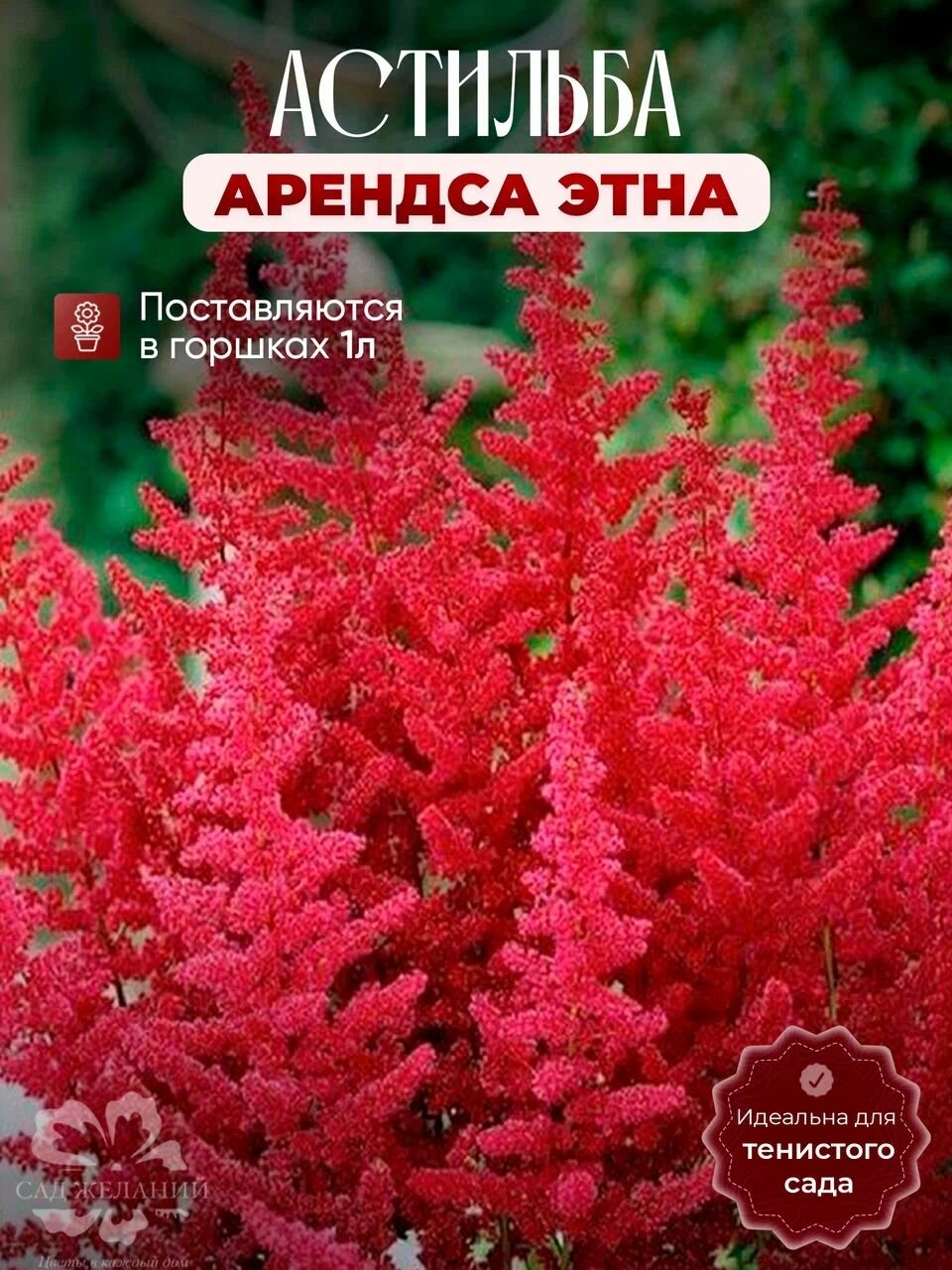 Астильба арендса Этна в горшке 1л