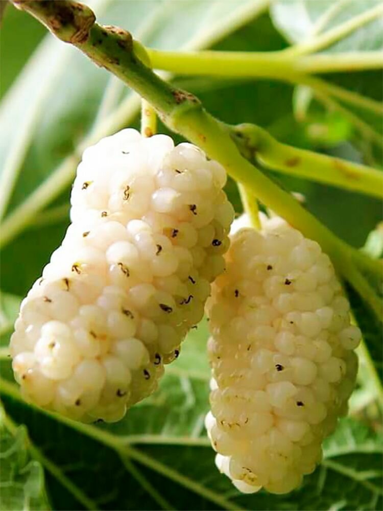 Шелковица белая Медовая, Семена, 20 шт