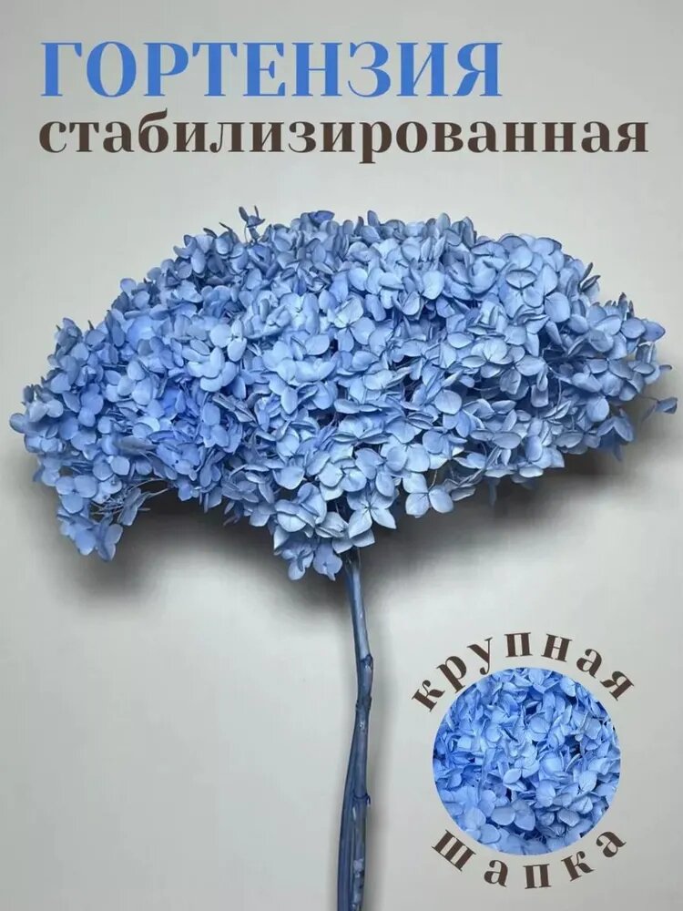 Стабилизированные цветы Гортензия, 55 см, 50 гр, 1 шт