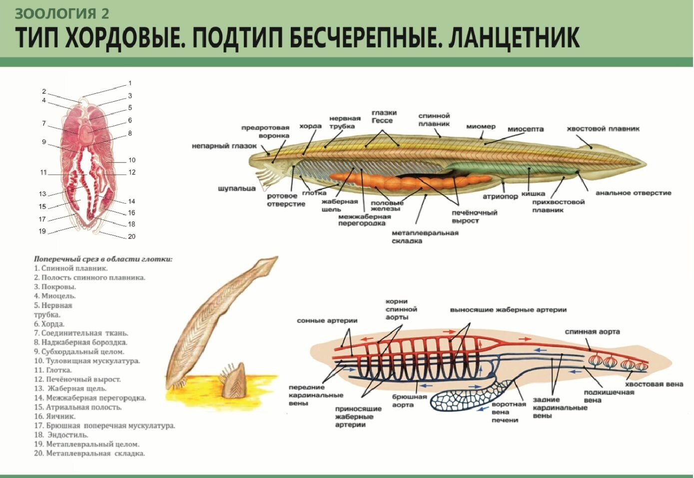 Комплект таблиц по биологии дем. "Зоология 2"