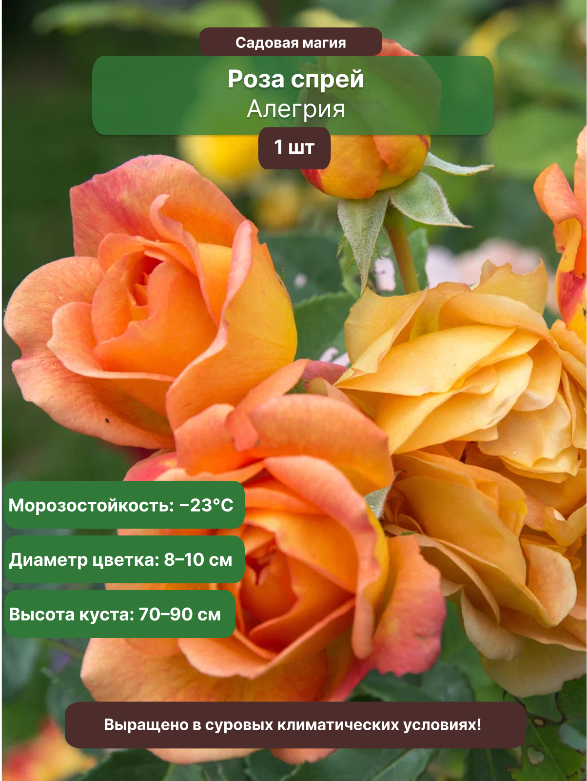 Роза "Алегрия", спрей, оранжево-светло-розовая, 30 см, 600 г