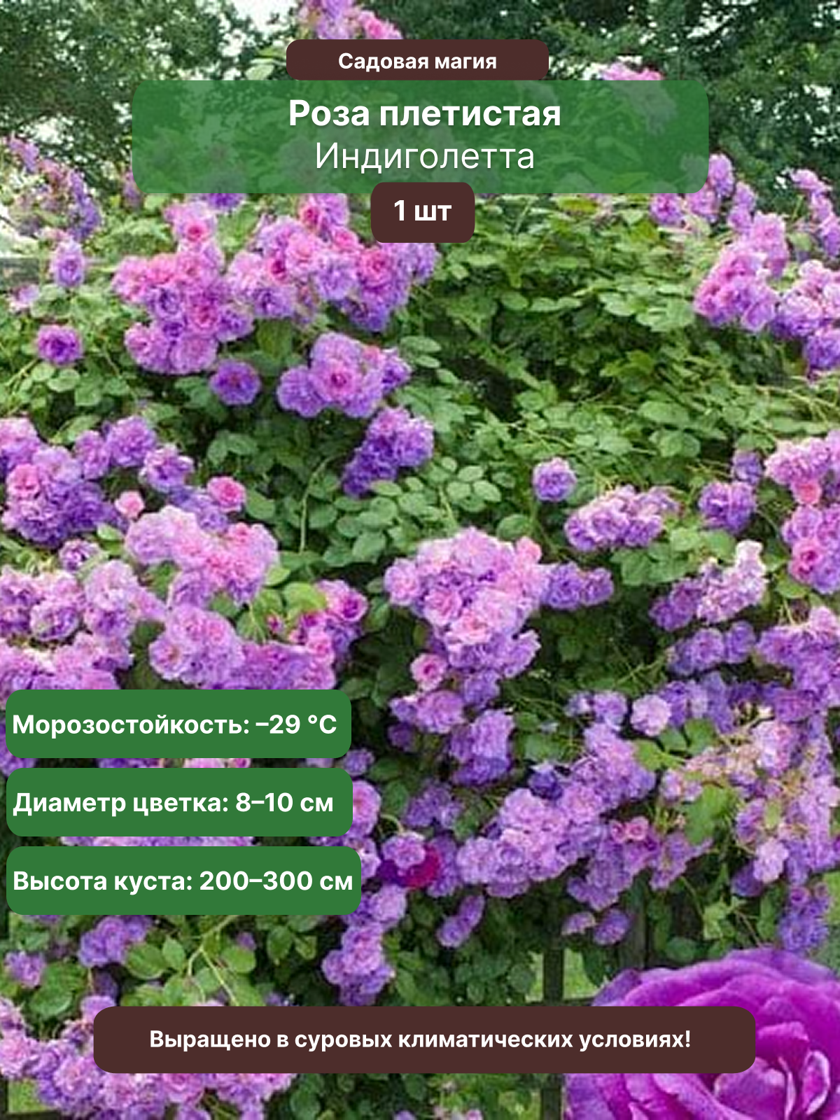 Роза плетистая Индиголетта , 1 саж , многолетняя , сиреневая