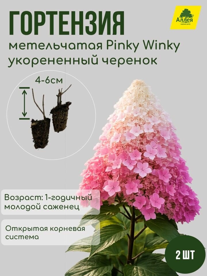 Гортензия метельчатая Pinky Winky укорененный черенок 2 шт
