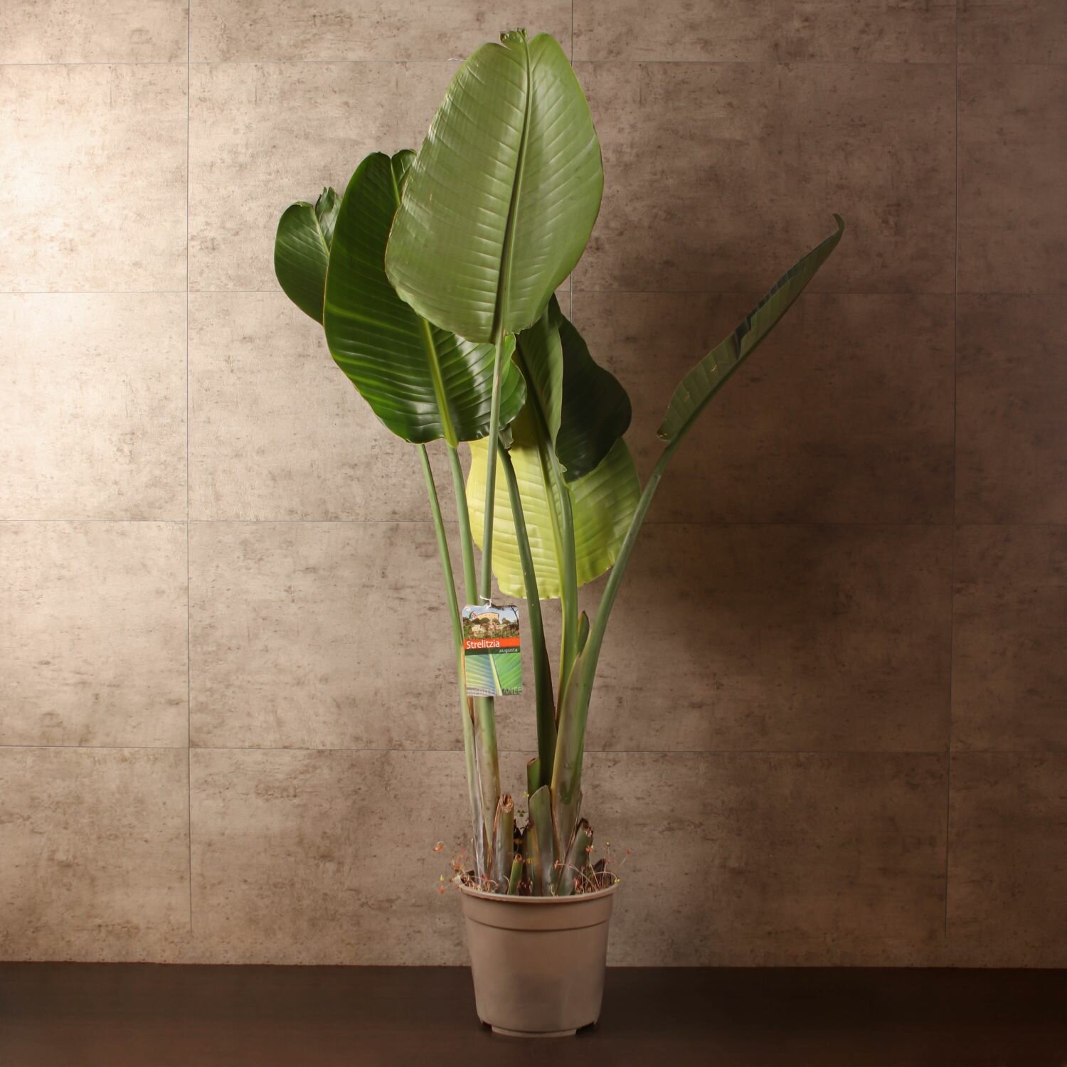 Стрелиция Августа 150/27