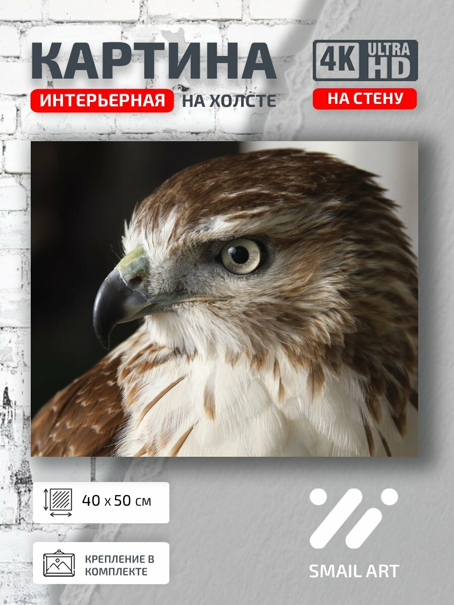 Картина на холсте интерьерная 40 на 50 на стену Орел Animal для спальни animal style декор