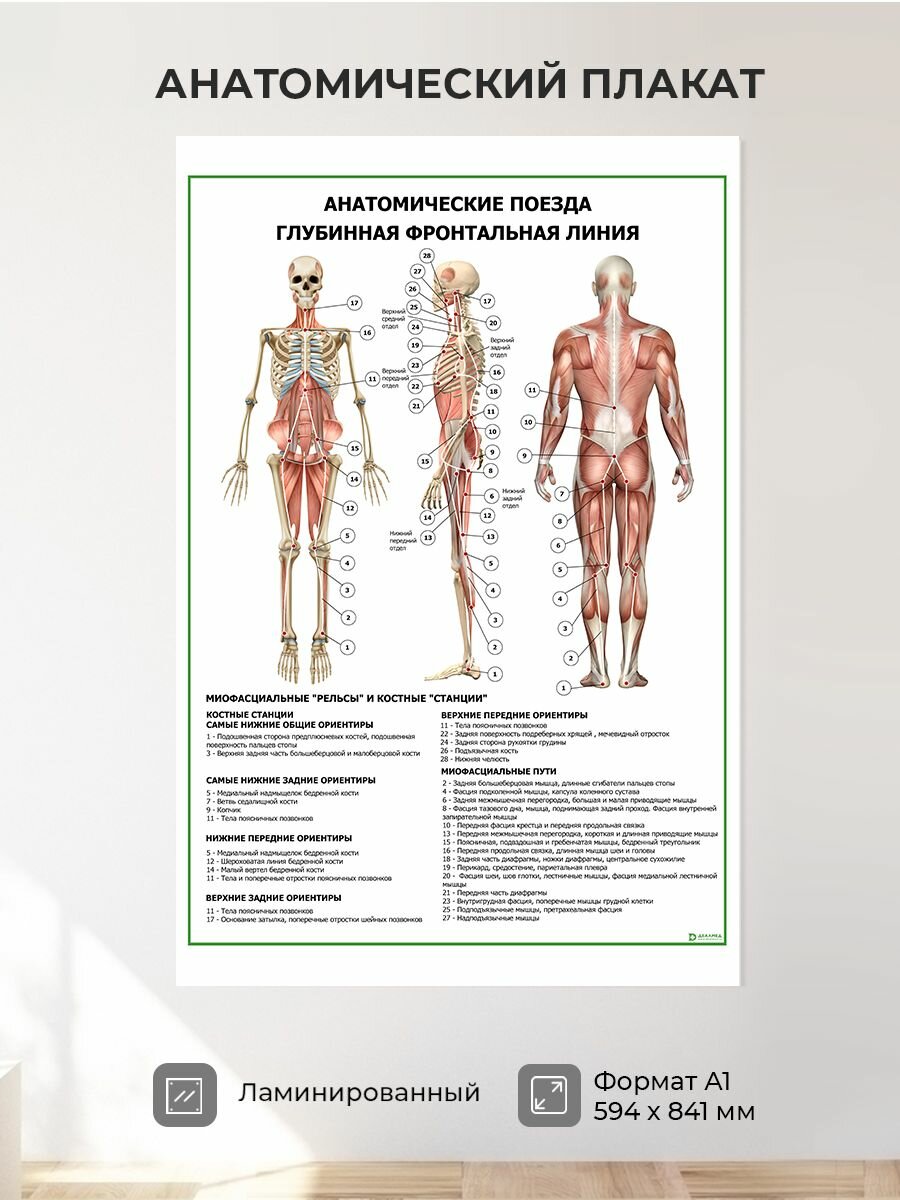 Обучающий медицинский плакат Анатомические поезда. Глубинная фронтальная линия ламинированный А1