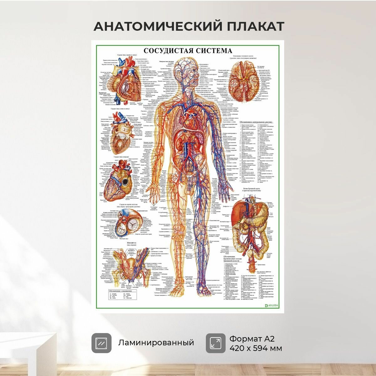 Обучающий медицинский плакат анатомия Сосудистая система человека А2