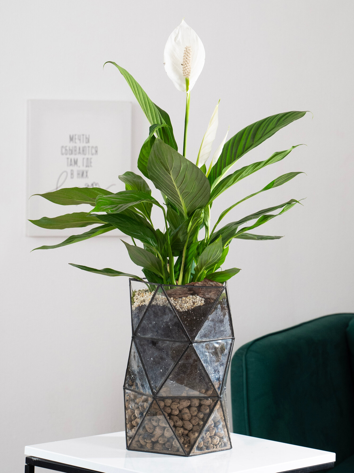 Geo Glass: Спатифиллум , стеклянноге кашпо Тиффани , цветок в горшке живой 70-80 см