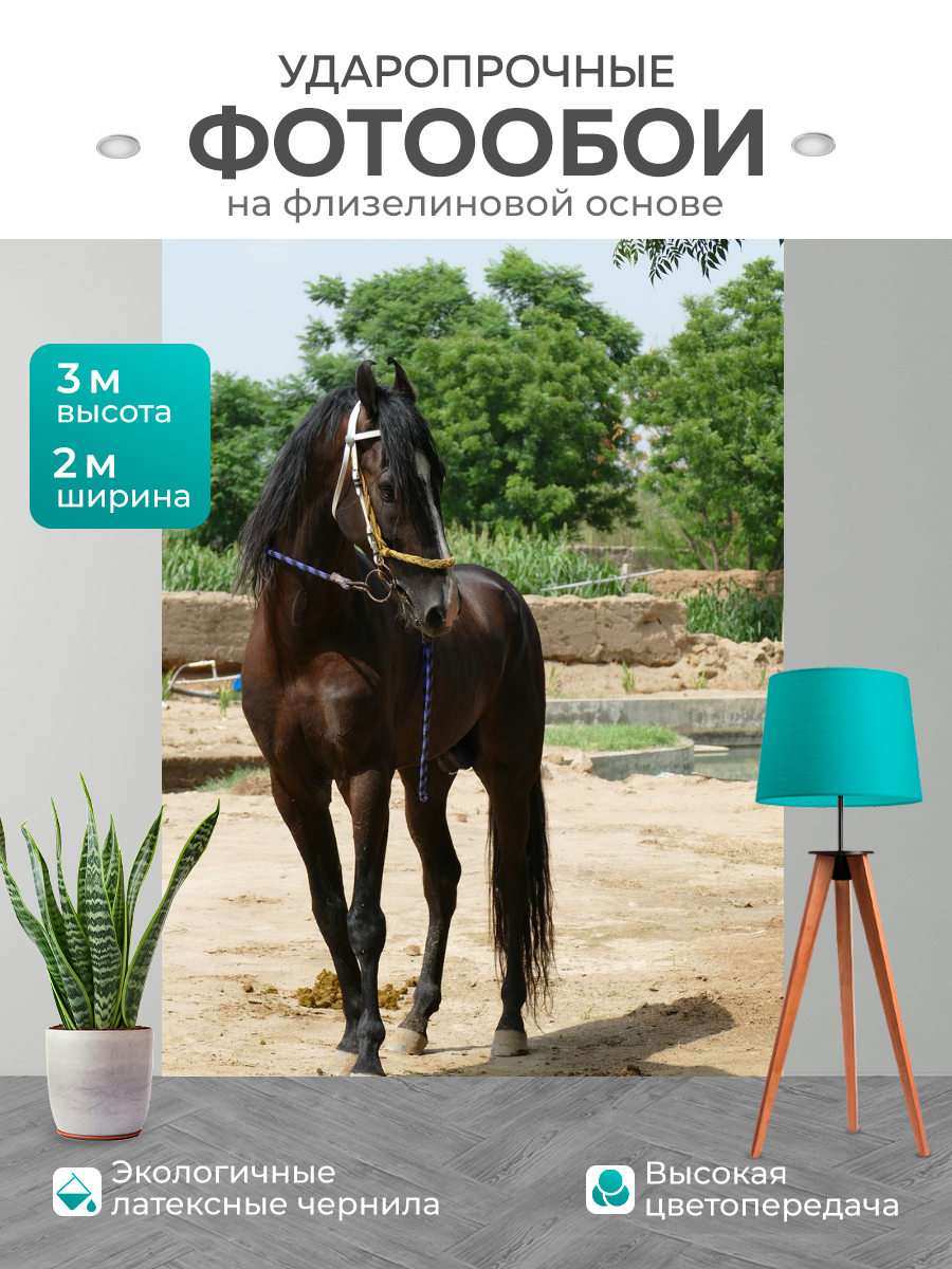 Фотообои моющиеся ударопрочные "Лошадь, грива, ферма" 200x300 см. флизелиновые на стену