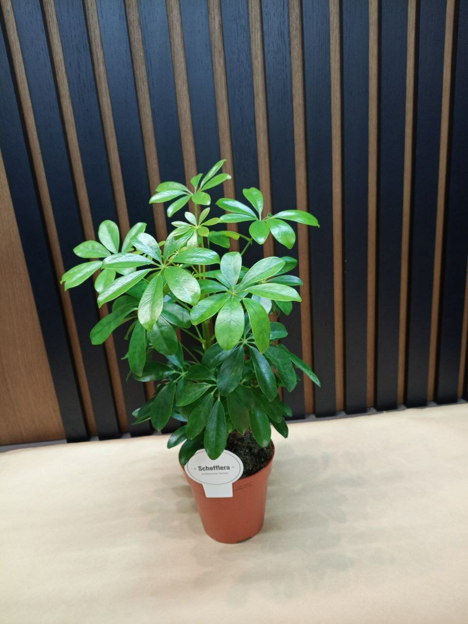 Шефлера "Цветочная лавка" комнатное растение, высота 40 см, ширина 25 см