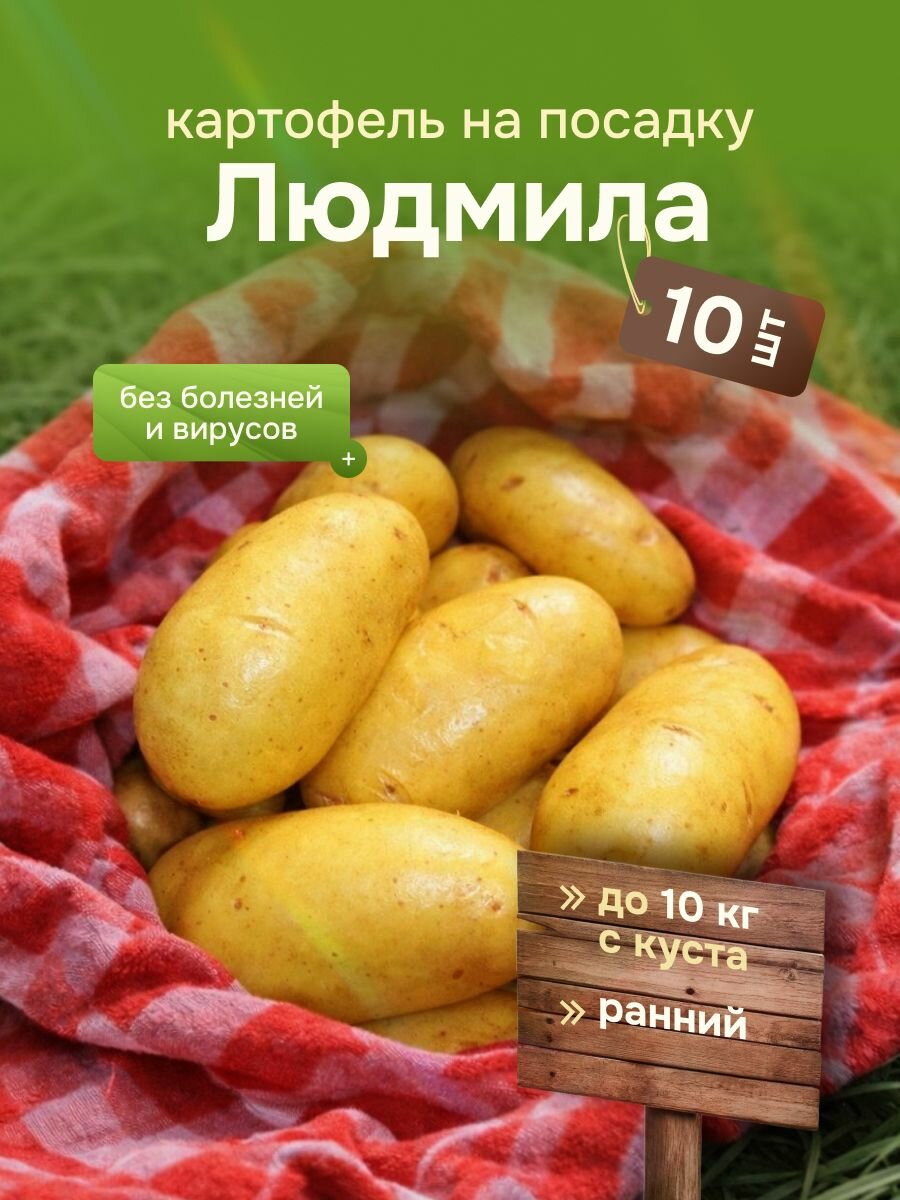 Семенной картофель на посадку Людмила 10 шт (ранний)