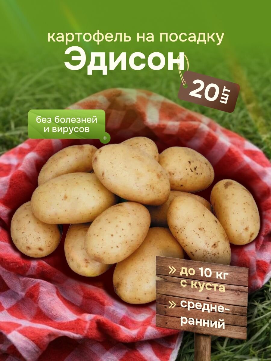Семенной картофель на посадку Эдисон 20 шт (среднеранний)
