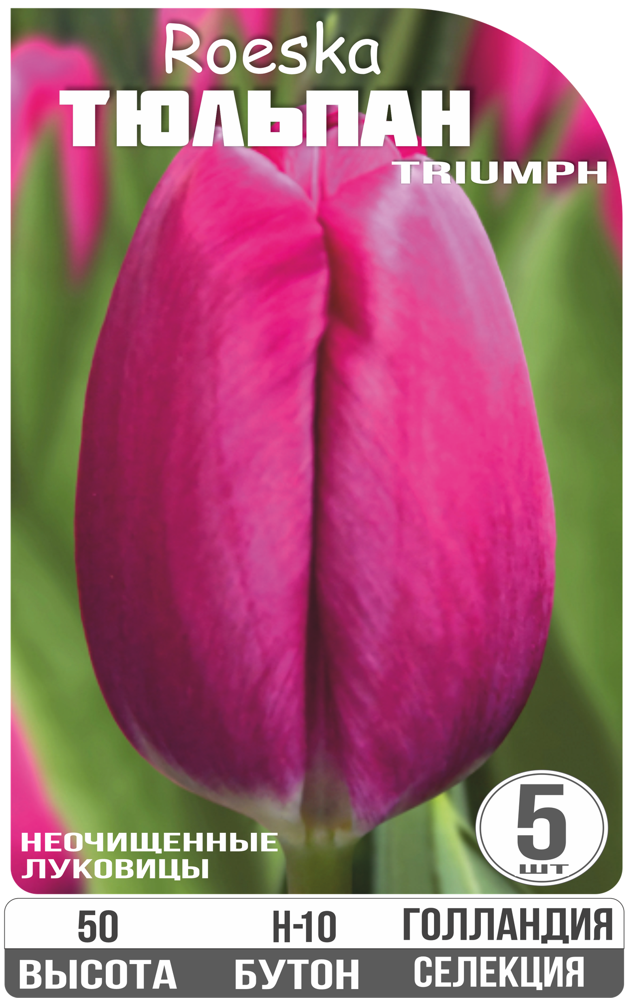 Тюльпан Роеска , луковицы, неочищенные, фиолетовые, 50см, 5 штук, Eywa