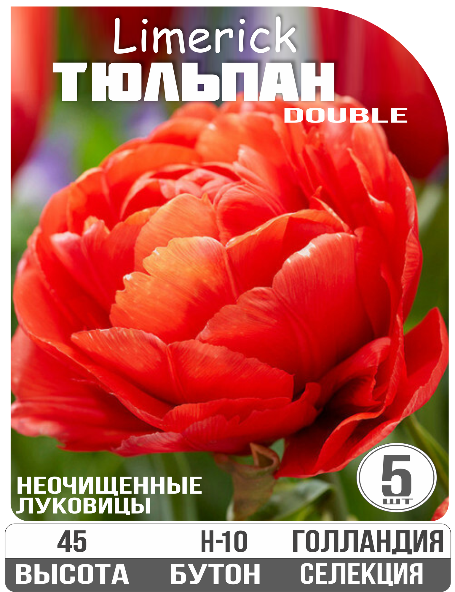 Тюльпаны Лимерик, луковицы неочищенные, 5 штук, высокозимостойкие, оранжево-красные, высота 45 см. Eywa