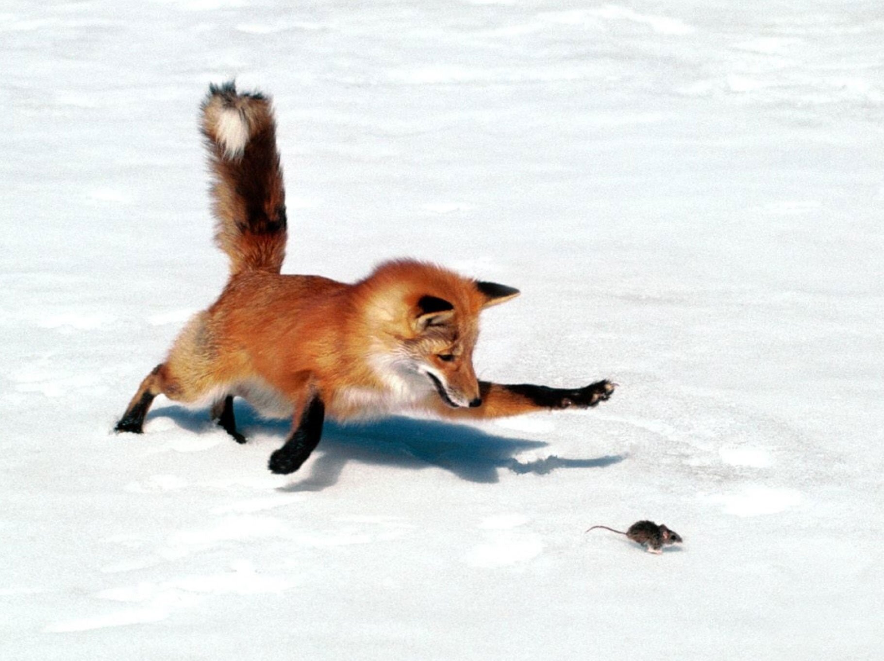 Манок Helen Baud На Лису (Писк Мыши)