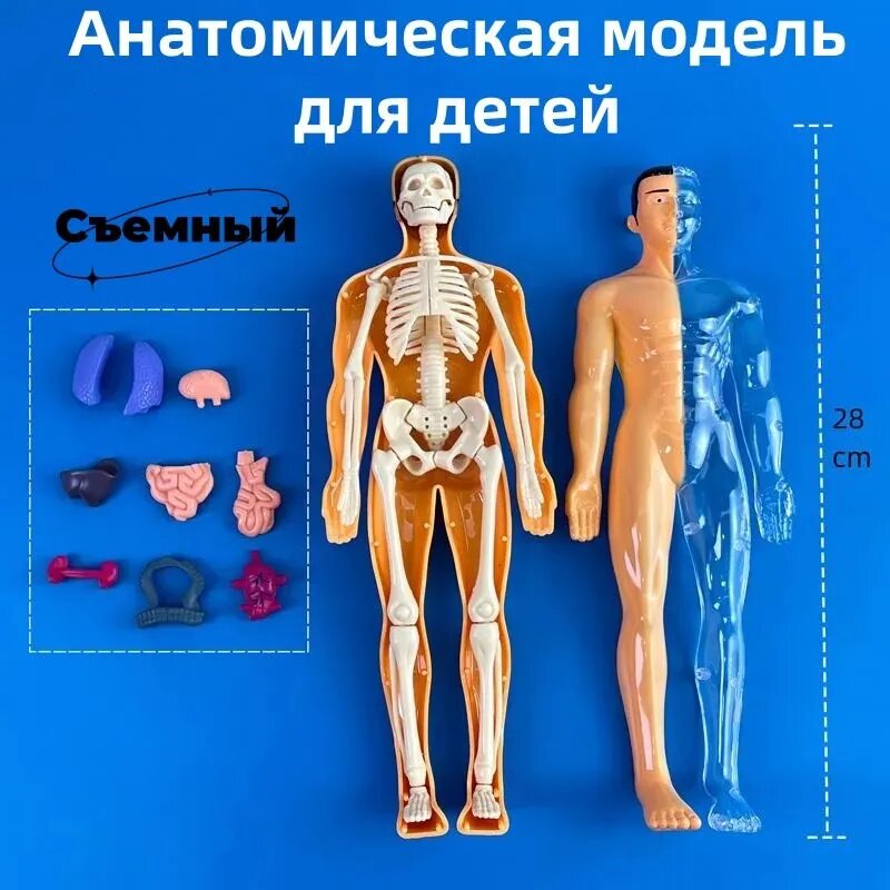Анатомическая модель