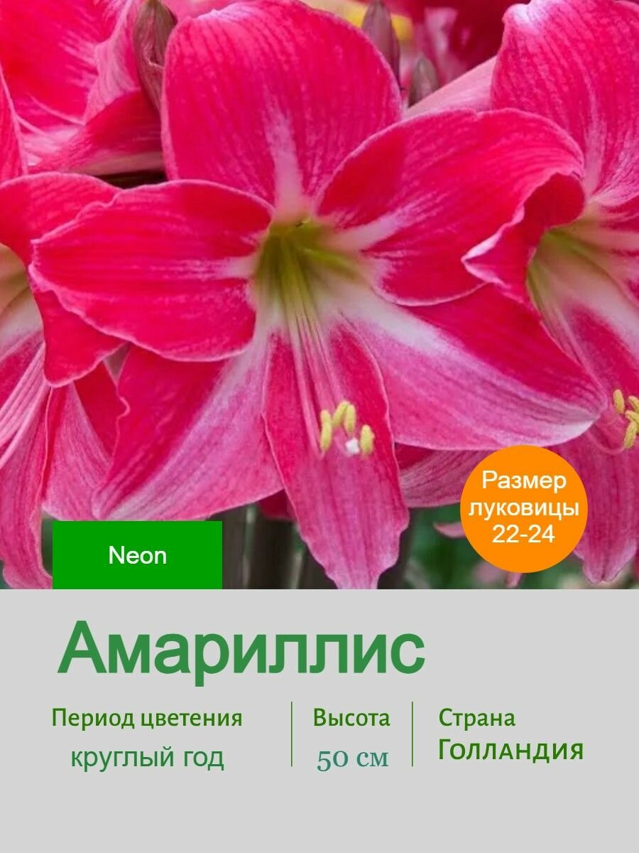 Амариллис Неон (Neon) луковица 1 шт. Сотка