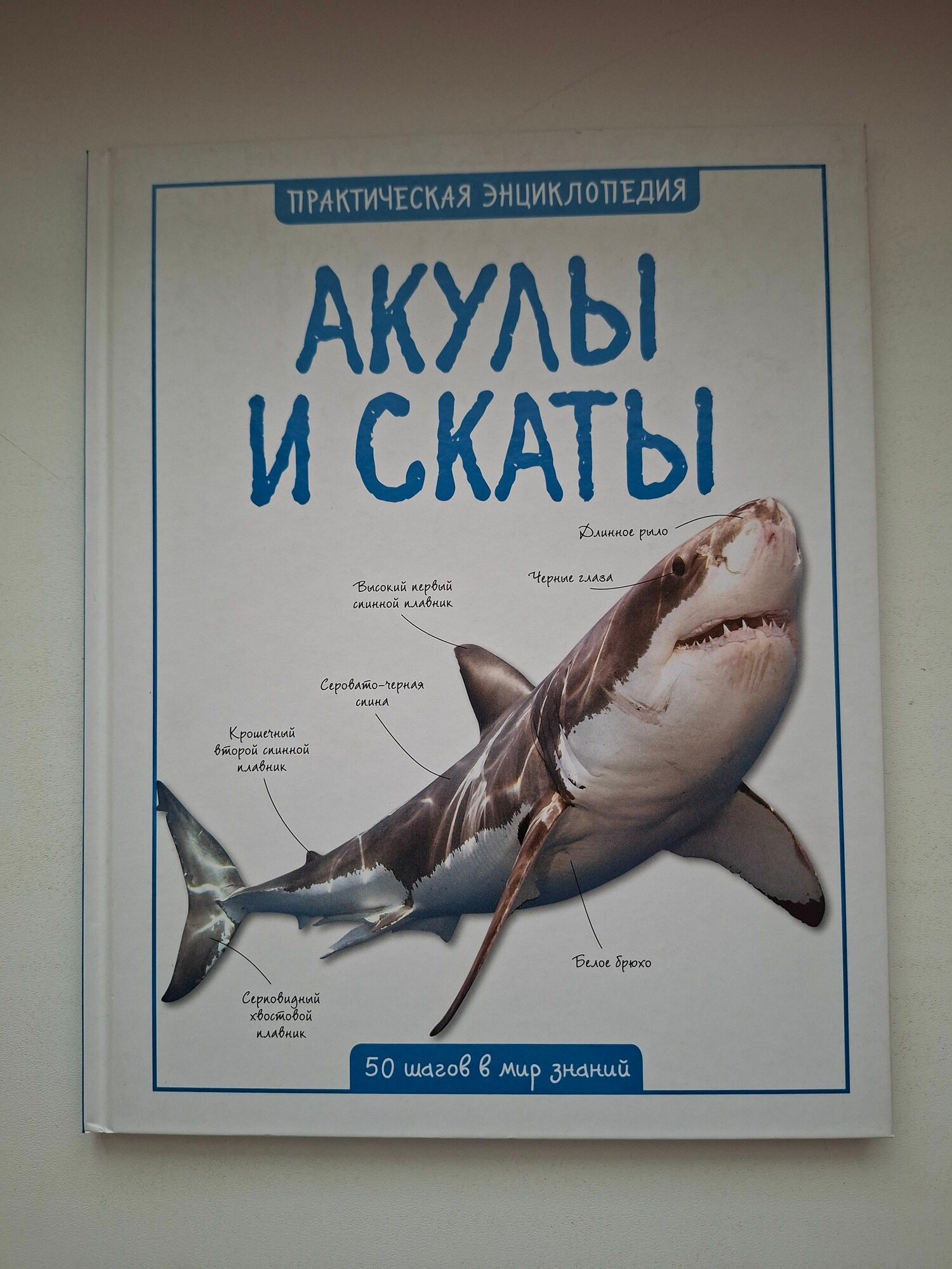 Акулы и скаты. Практическая энциклопедия. 50 шагов в мир знаний