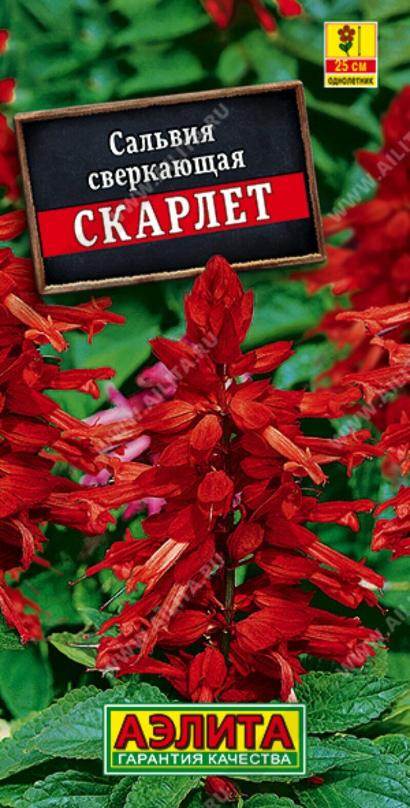 Семена Сальвия сверкающая Скарлет (0,1 г), Агрофирма Аэлита, однолетник