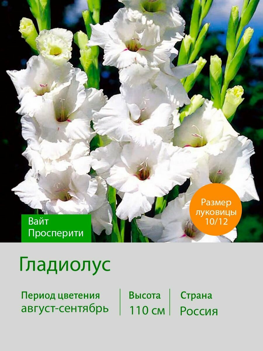 Гладиолус Вайт Просперити 1 шт. Сотка