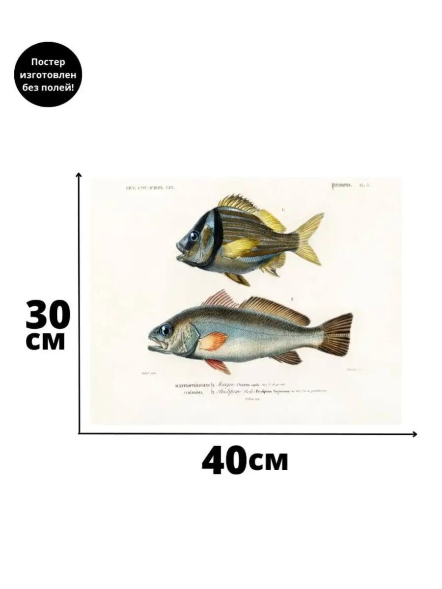 Постер в морском стиле Рыба в ретро стиле