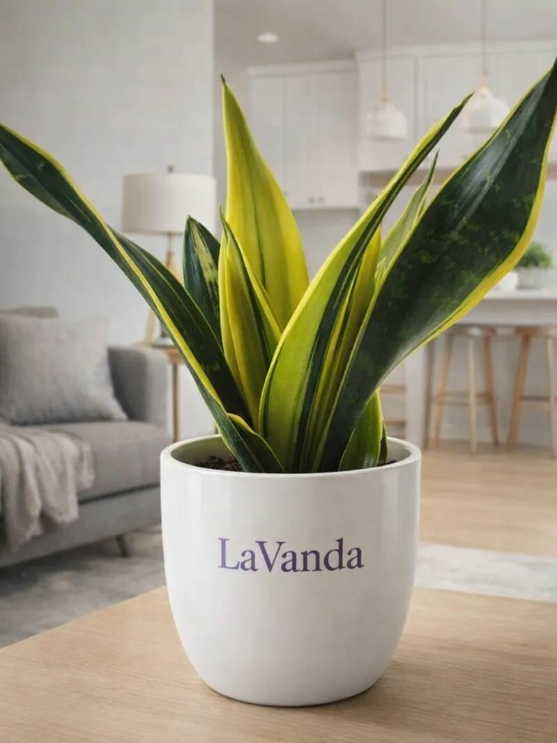 Сансевиерия 'Gold Flame' / Щучий хвост / Snake Plant живое комнатное растение в горшке
