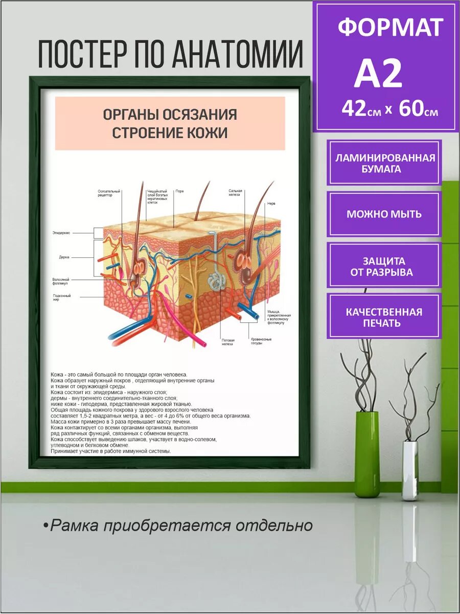 Постеры А2 по анатомии, строение кожи