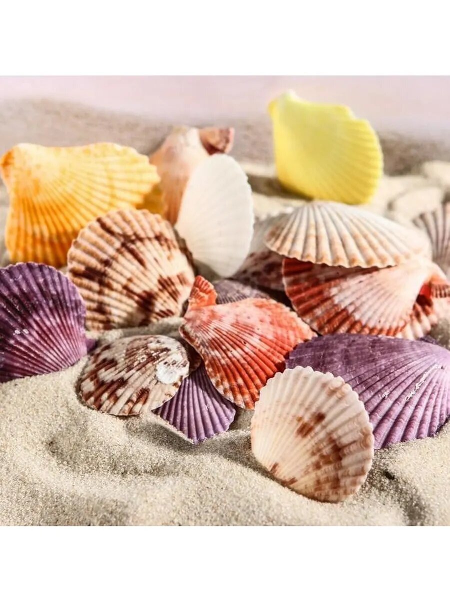 Набор ракушек Пектен Вексиллум средние, 4 - 6 см, 100 г