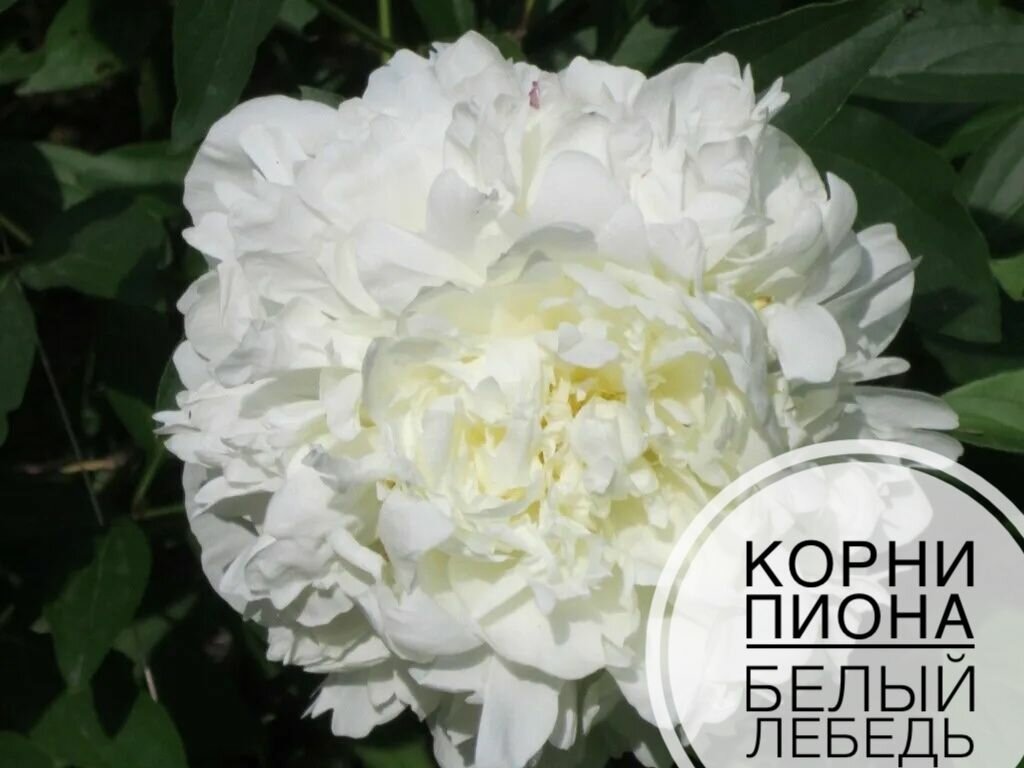 Корни пиона Белый лебедь