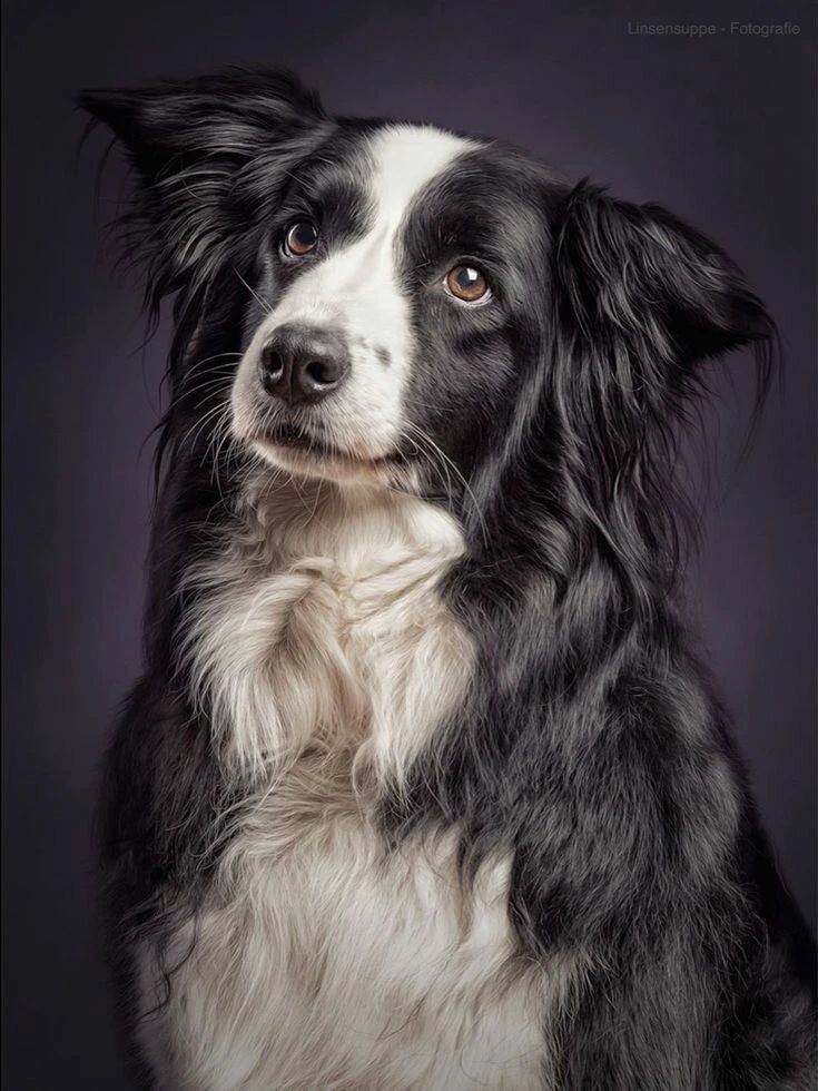 Набор для самостоятельной вышивки алмазами 5D Австралийская овчарка - круглая алмазная мозаика размером 40x50 см для украшения стен дома,40X50CM, белый