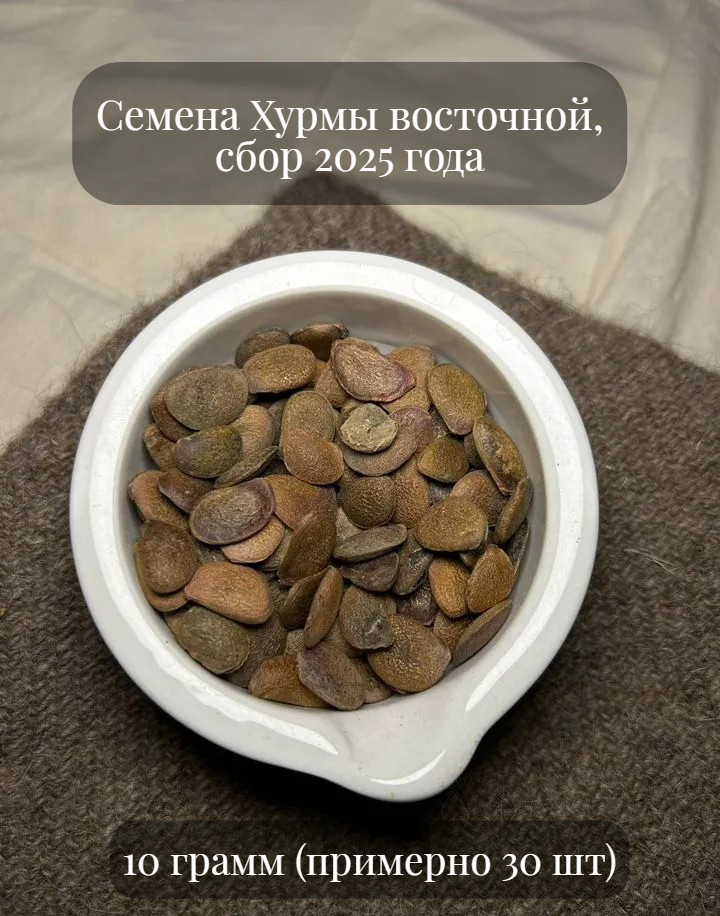Семена Хурмы восточной, или японской, 10 грамм (примерно 30 шт)