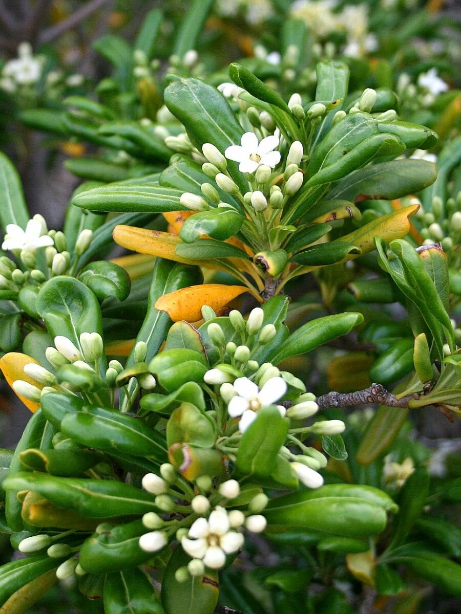 Семена Смолосемянник пахучий Тобира (Pittosporum tobira), 5 штук