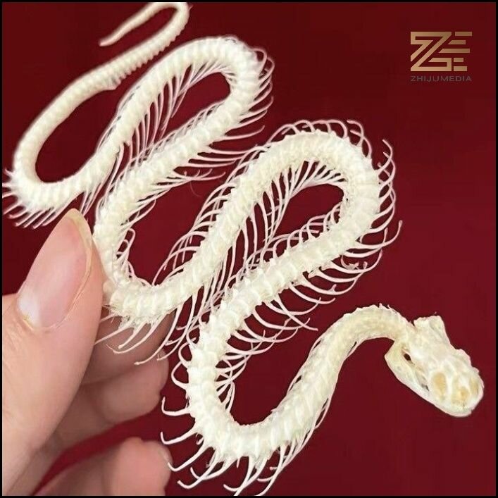 Образец черепа животного (около 5 см) - Змея