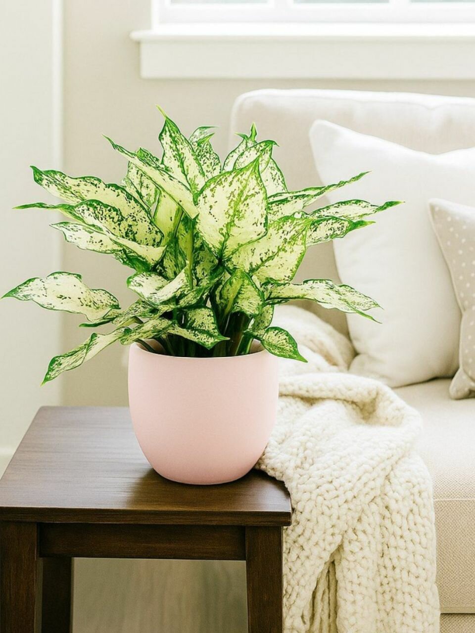 Аглаонема GREEN TOWN Ферст Даймонд, тропическое растение, высота 20 см, горшок пластик