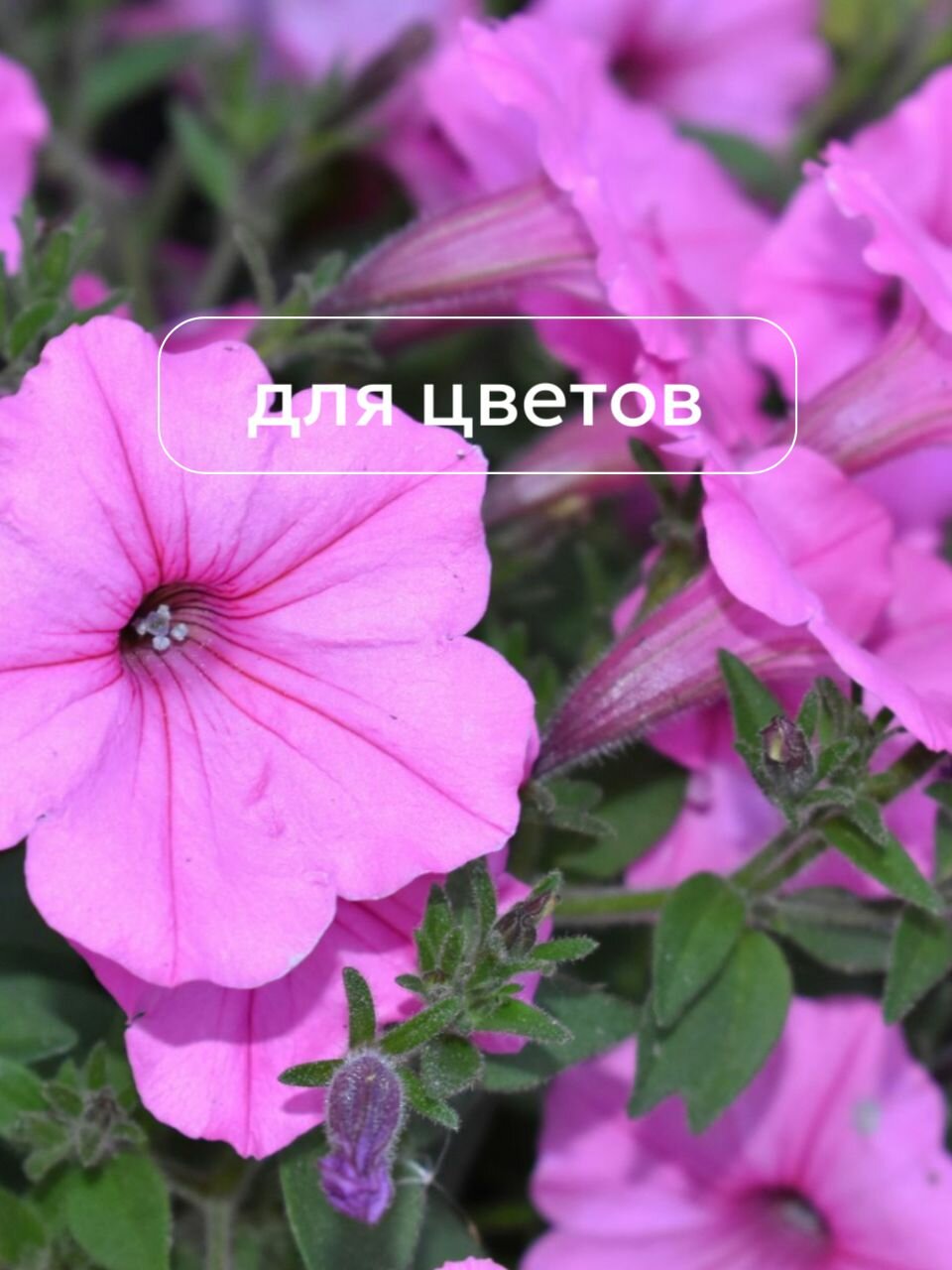 Грядка — фото 1