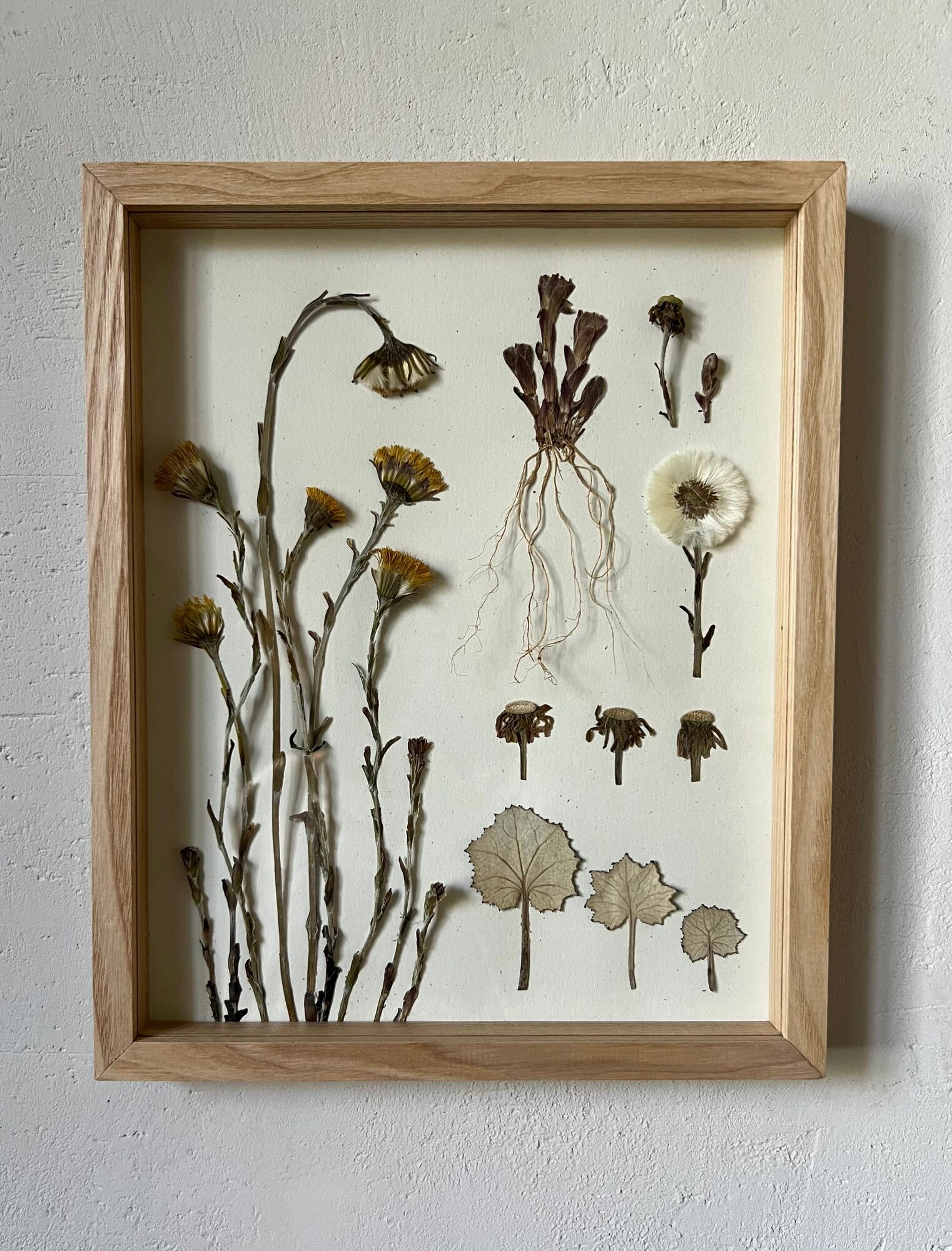 Ботаническое панно в глубокой рамке 27,5х22,5 см. Гербарий натуральный Мать-и-Мачеха/Tussilago. Olya_klever