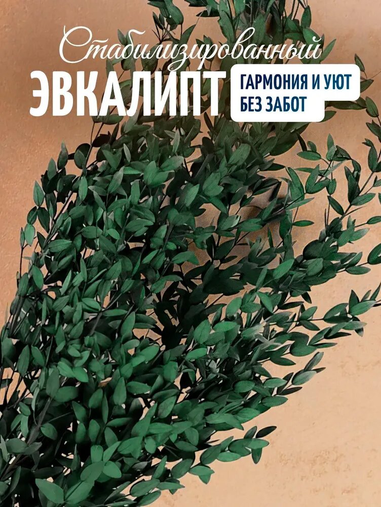 Сухоцветы Эвкалипт, 55 см, 150 гр