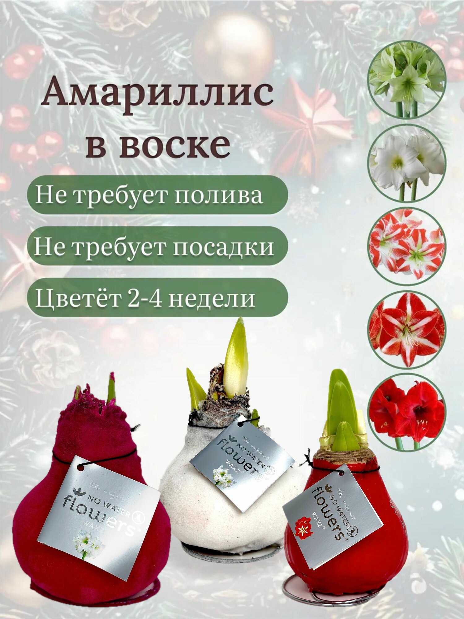 Амариллис в прополисе красного или белого цвета луковица с белым или красным цветком (до 5 стрелок из луковицы)