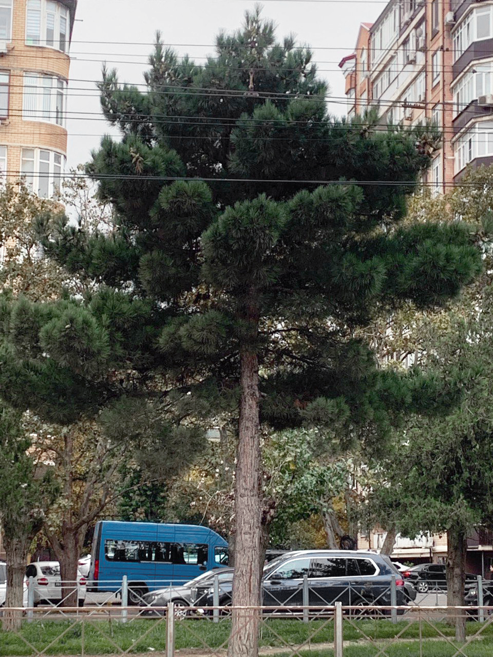 Семена Сосны Эльдарской (Pinus eldarica), морозостойкость до -30°C, высота до 20 м, 10 шт