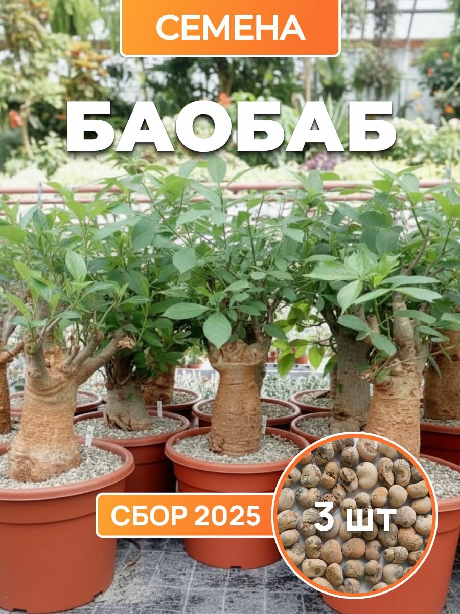 Семена Баобаб африканский (Adansonia digitata) — хлебное дерево, бонсай с каудексом, экзотическое растение, 3 шт