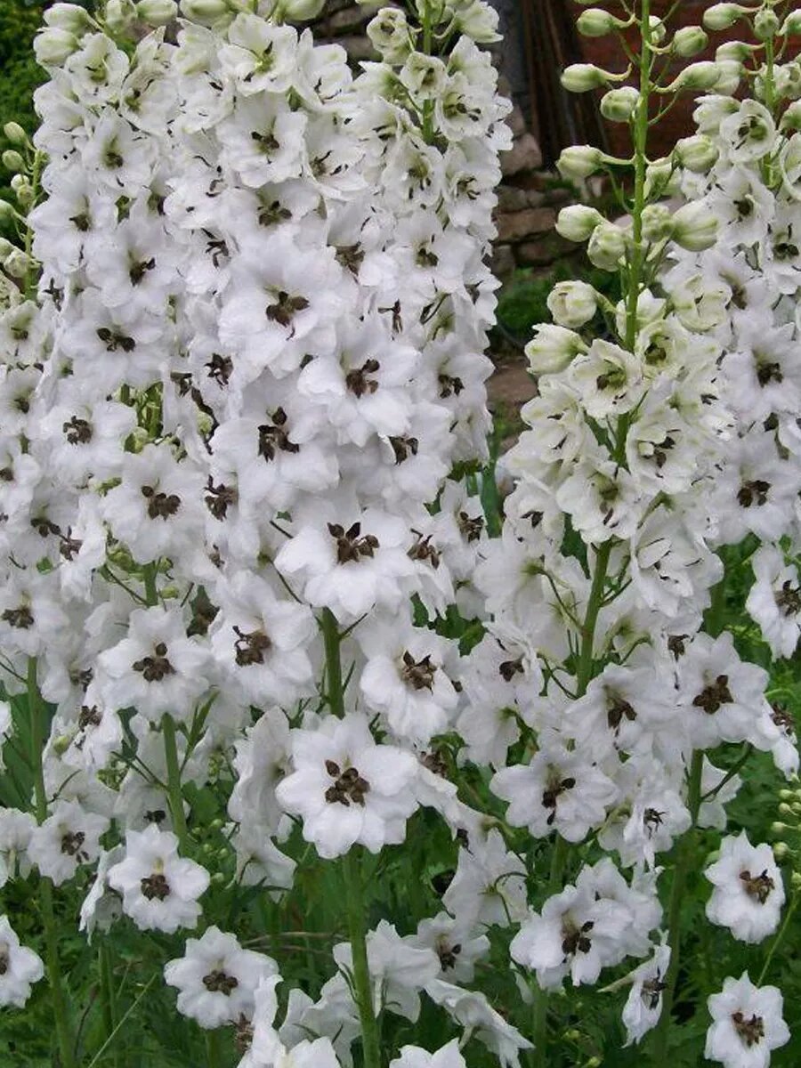 Дельфиниум культурный M.F. White with Dark Bee