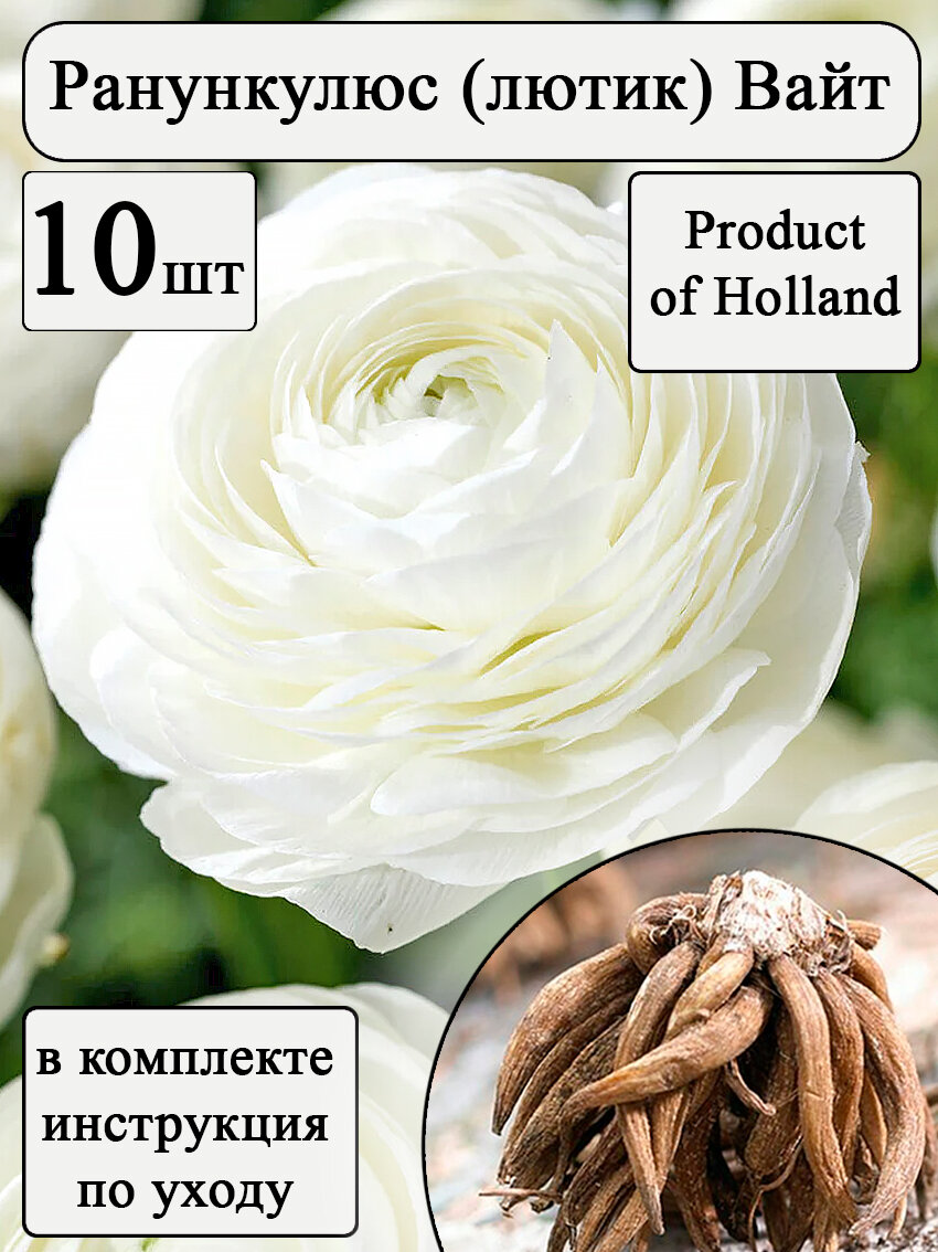 Ранункулюс (лютик) Вайт 10 шт Голландия
