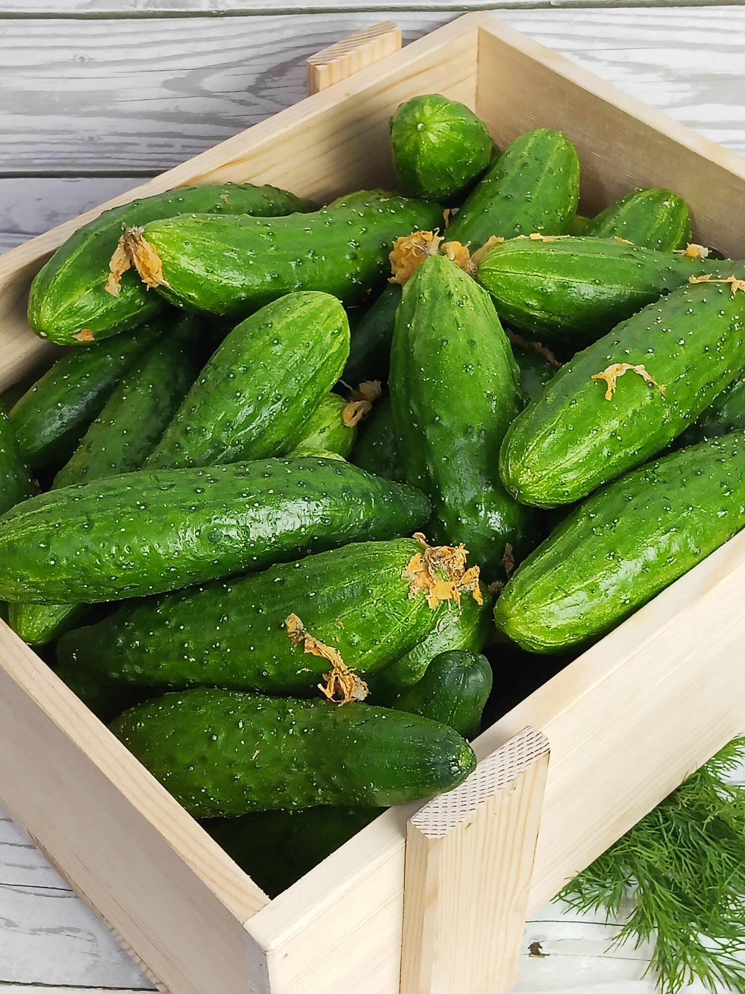 Огурцы салатные 500 - 600 гр.