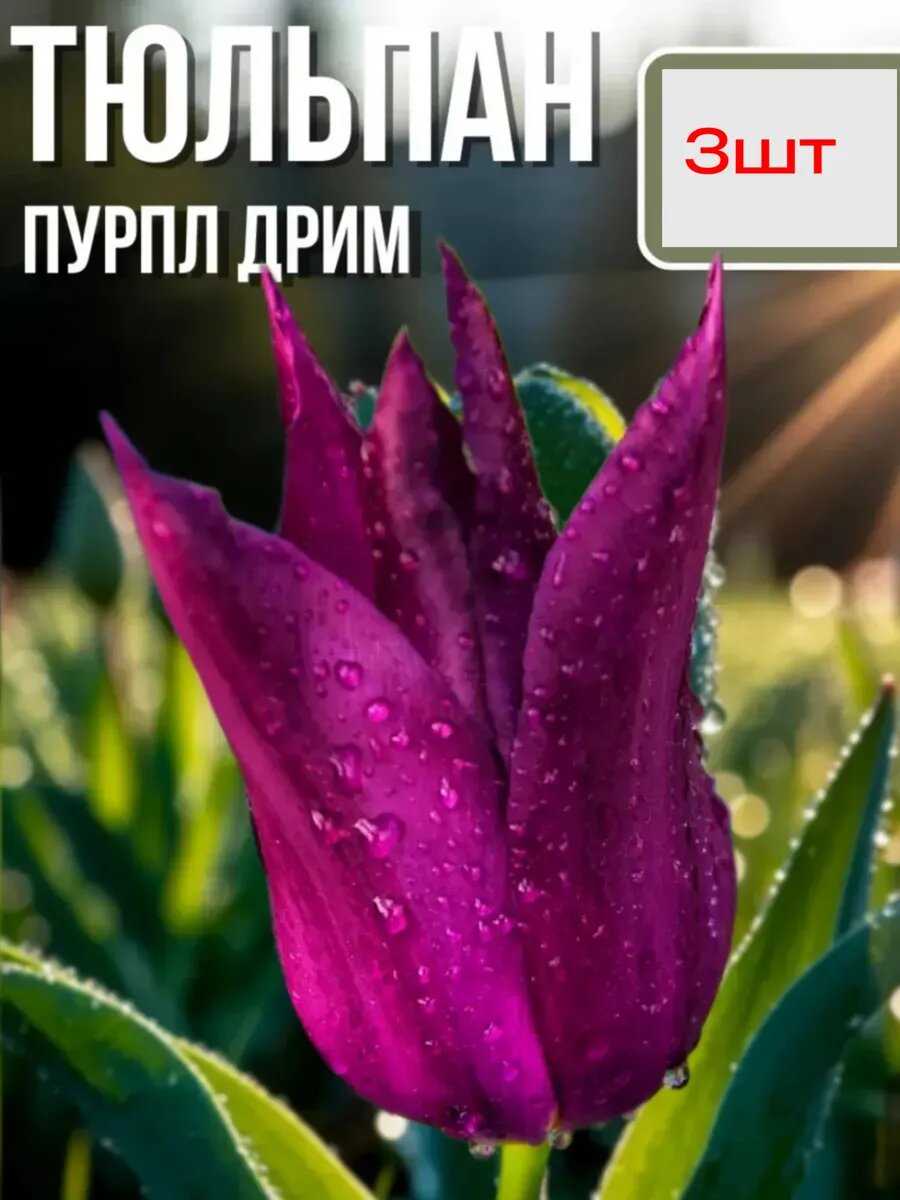 Тюльпан пурпл дрим