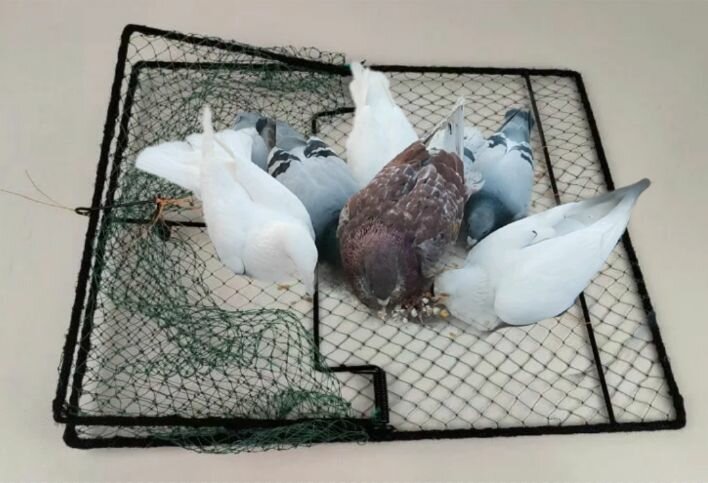 Клетка для с/х птиц